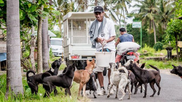 BAWA Feeds Bali’s Homeless Dogs | Bali Discovery