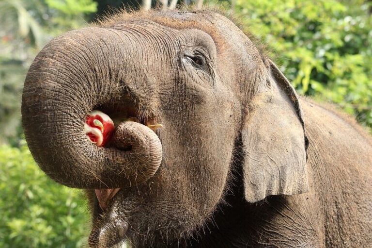 Molly, the Elephant, Buried at Bali Zoo | Bali Discovery