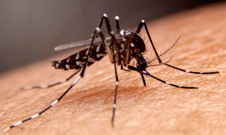 Dengue Fever Cases Climbing in Bali’s Gianyar Regency | Bali Discovery